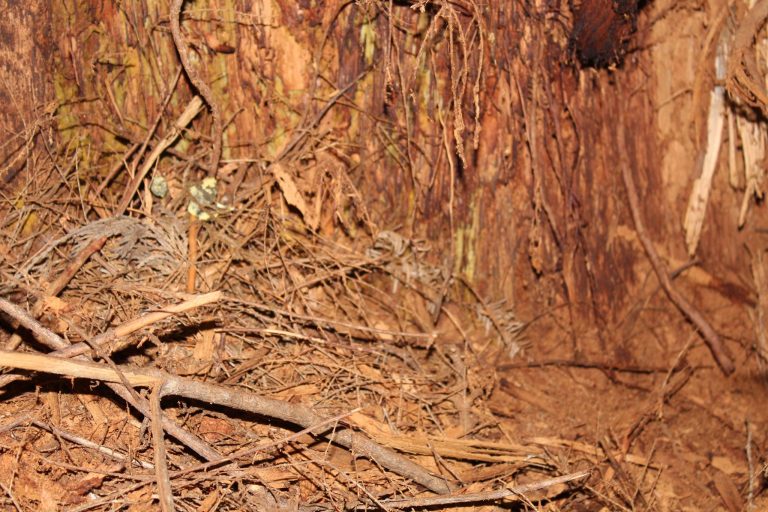 Black Bear Dens - Na̲nwak̲olas Council